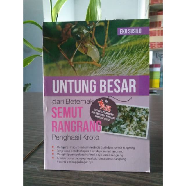 Jual Untung Besar Dari Beternak Semut Rangrang Penghasil Kroto - Eko ...