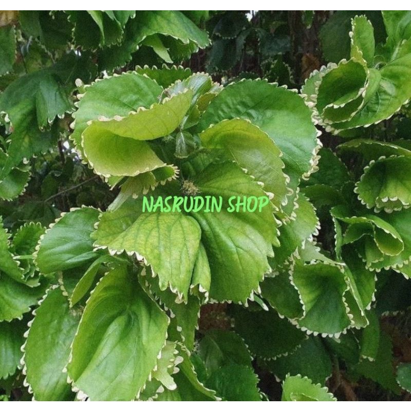 Jual BIBIT ACALYPHA WILKESIANA ( STEK ) TANAMAN HIAS MANGKOKAN ...