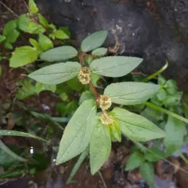 Jual tanaman herbal daun patikan kebo 250g | Shopee Indonesia