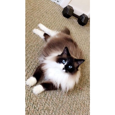 Jual lukisan cetak kucing lucu + bingkai 65×45cm | Shopee Indonesia