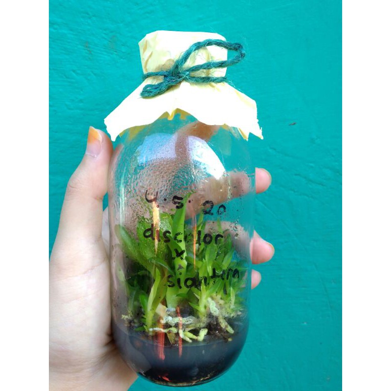 Jual anggrek botol dendrobium | Shopee Indonesia