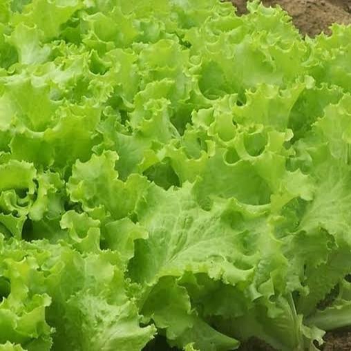 Jual Benih Slada Kriting Grand rapids 500 biji | Shopee Indonesia