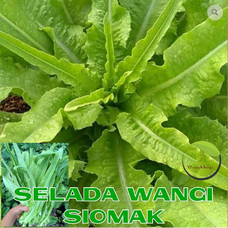 Jual Benih Sayuran Unggul Ratusan Benih Sayur Benih Bibit Sayuran ...