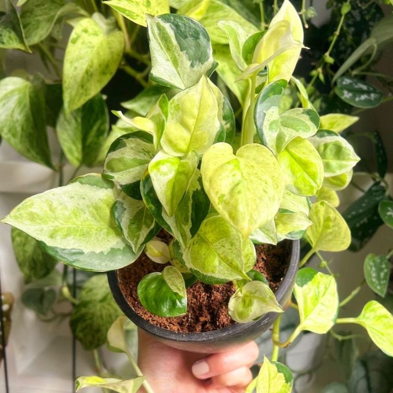 Jual TANAMAN HIAS BUNGA SIRIH GADING MANJULA VARIEGATA/ TANAMAN HIAS ...