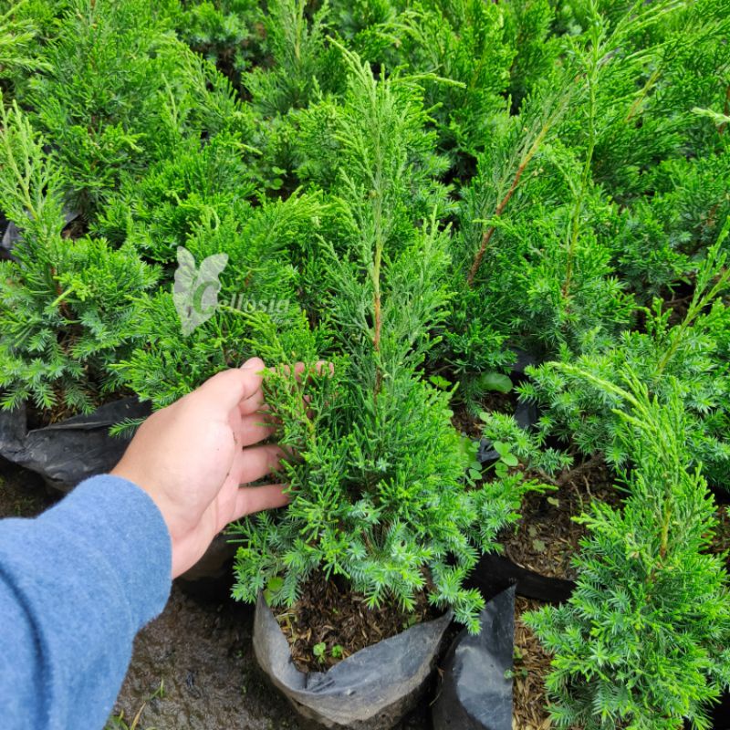 Jual Tanaman Hias Cemara Papua / Cemara Pua Pua | Shopee Indonesia