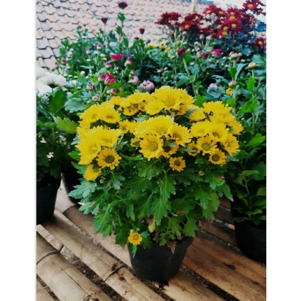 Jual TANAMAN HIAS HIDUP KRISAN ASTER WARNA KUNING | Shopee Indonesia