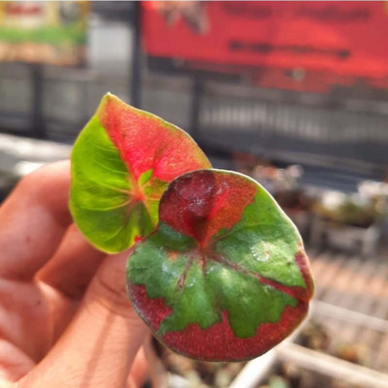 Jual Caladium Keris / bunga keladi / tanaman hias keladi murah ...