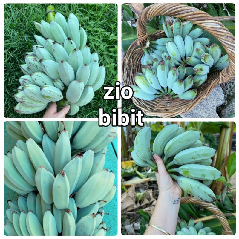 Jual Benih/Bibit/Biji Pisang Blue Java Tanaman Pisang | Shopee Indonesia