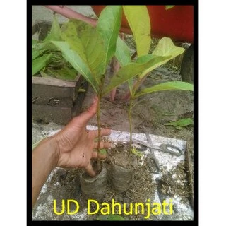 Jual jati solomon Harga Terbaik & Termurah Maret 2025 | Shopee Indonesia