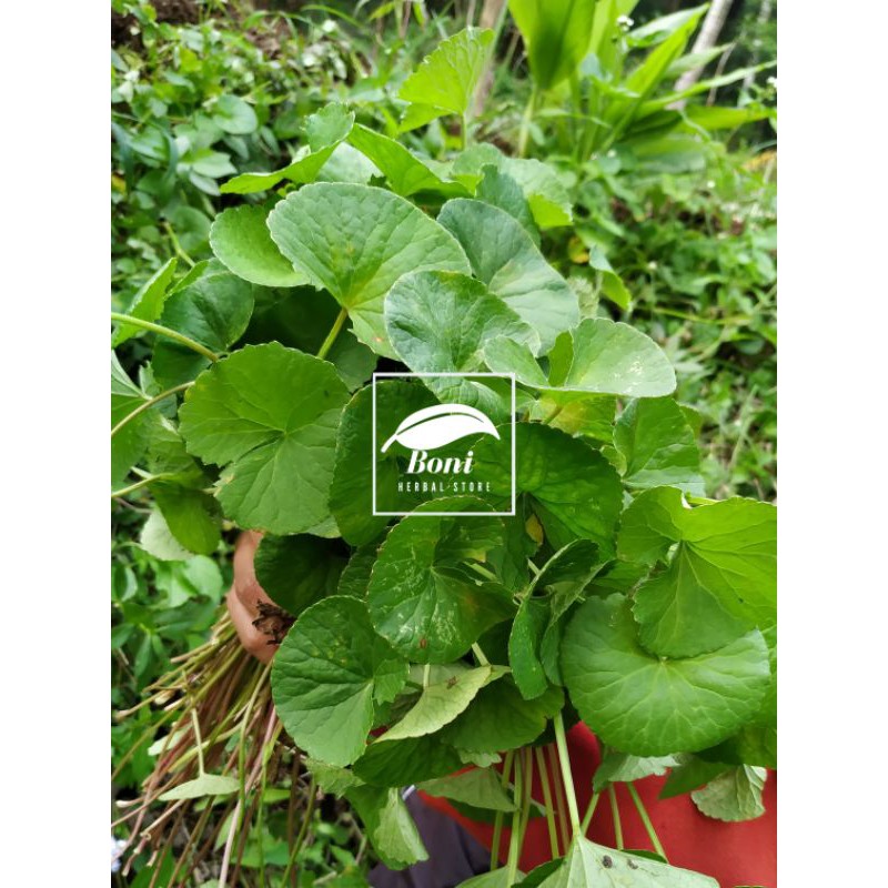 Jual Daun Pegagan Antanan ADA BATANG FRESH 250gr | Shopee Indonesia