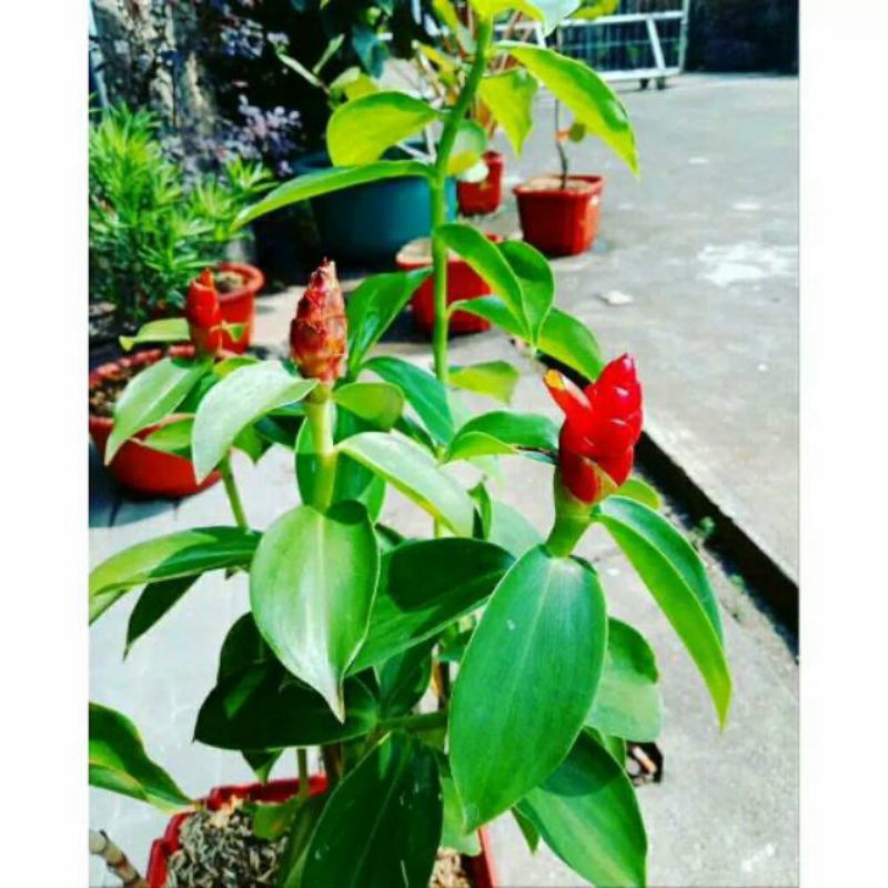 Jual pohon pacing pentul | Shopee Indonesia