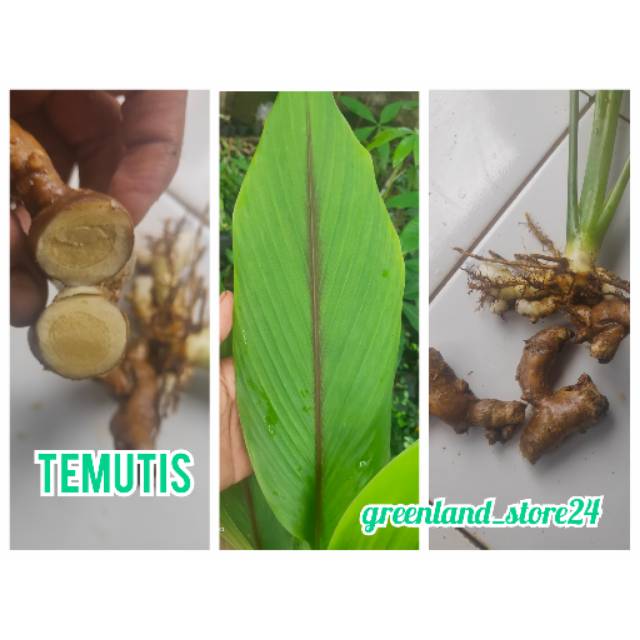 Jual Tanaman herbal temu tis - bibit pohon temu tis - temu tis ...