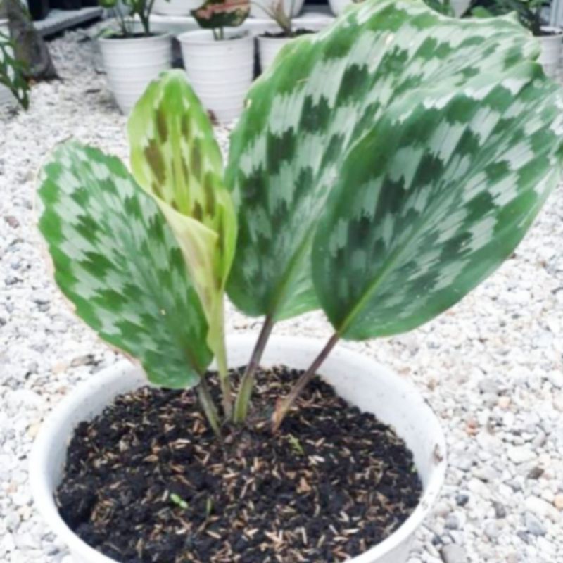 Jual POHON TANAMAN HIAS kalatea merak (semi outdoor) | Shopee Indonesia