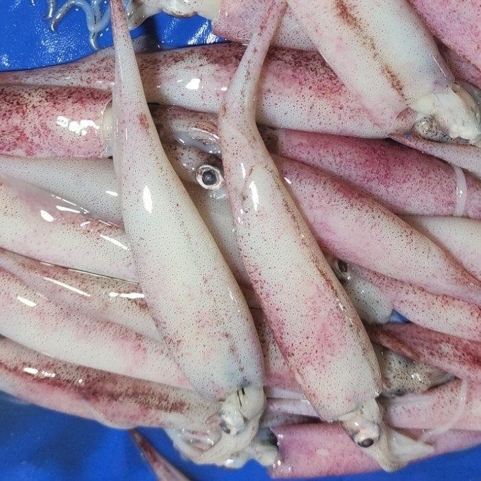 Jual cumi segar basah pasar online makassar | Shopee Indonesia