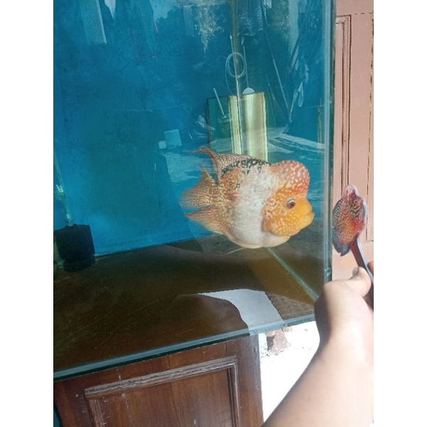 Jual ikan louhan bonsai golden base | Shopee Indonesia