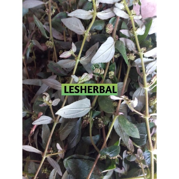 Jual daun patikan kebo segar 1kg | Shopee Indonesia