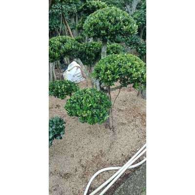 Jual Pohon Beringin Legend - Bonsai Beringin Legend | Shopee Indonesia