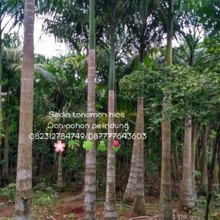 Jual palem raja Harga Terbaik & Termurah Juni 2024 | Shopee Indonesia