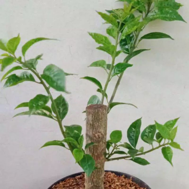 Jual PROMO!!TANAMAN BUGENVIL BONSAI//BUGENVIL BAHAN BONSAI | Shopee ...