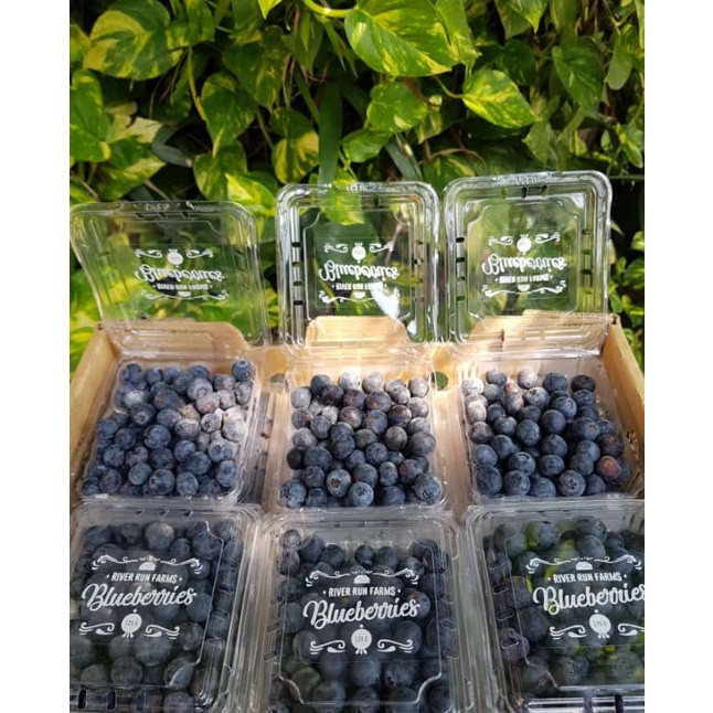 Jual Bluberry Australia Pack | Shopee Indonesia