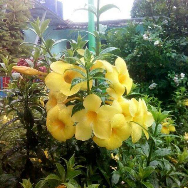 Jual Tanaman bunga alamanda kuning | Shopee Indonesia