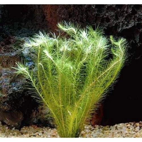 Jual Mayaca fluviatilis - Tanaman Aquascape ( stemp ) Aquatic Plant ...