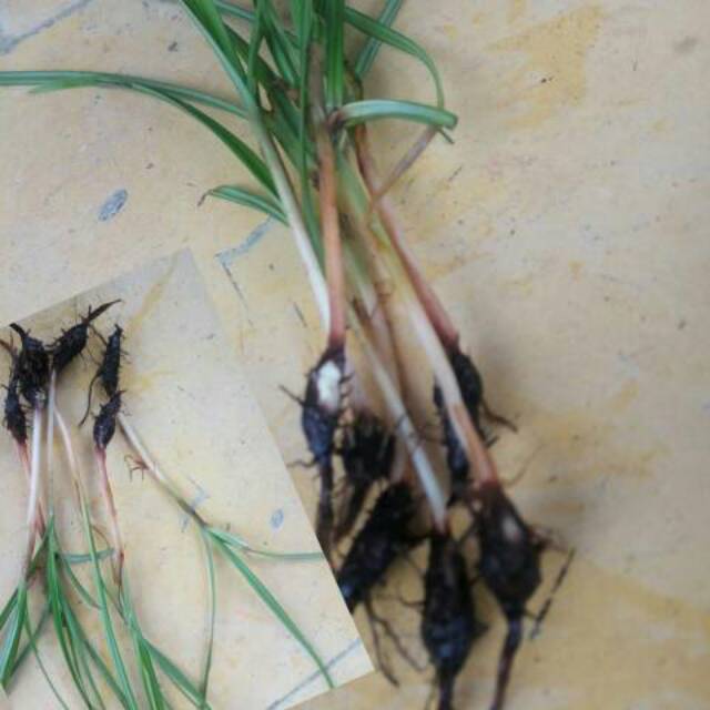 Jual TANAMAN OBAT HERBAL RUMPUT TEKI FRESH KUALITAS SUPER/ Rumput teki ...