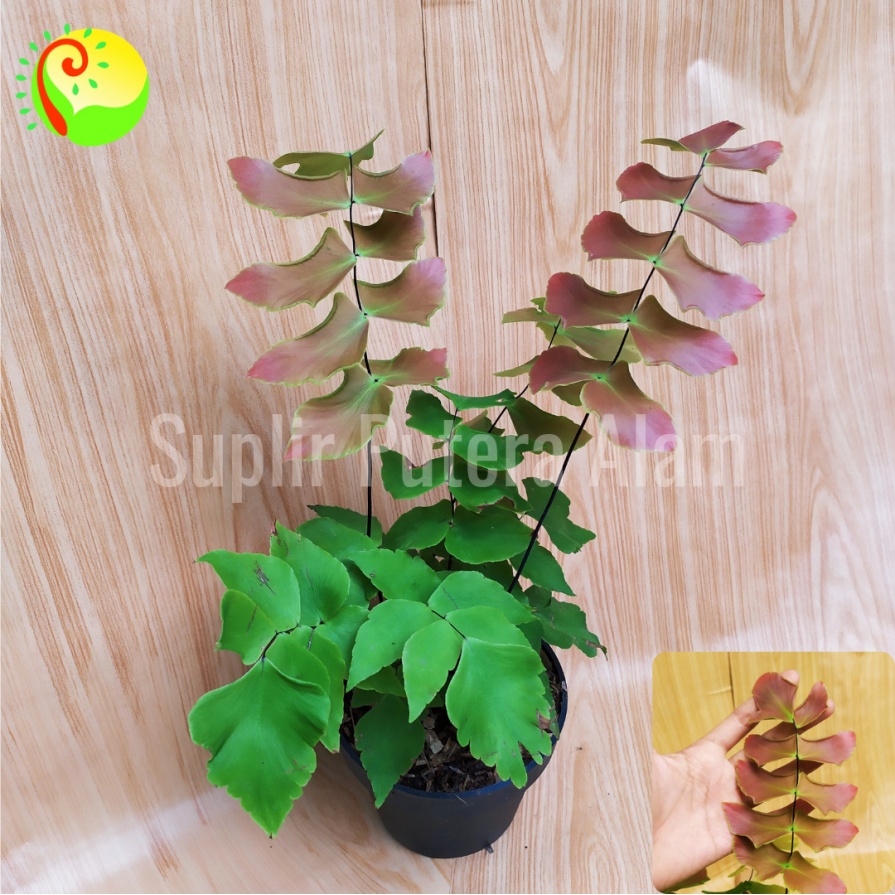 Jual Suplir Kupu-Kupu/Adiantum Butterfly/Fern/Tanaman Paku/ adiantum ...
