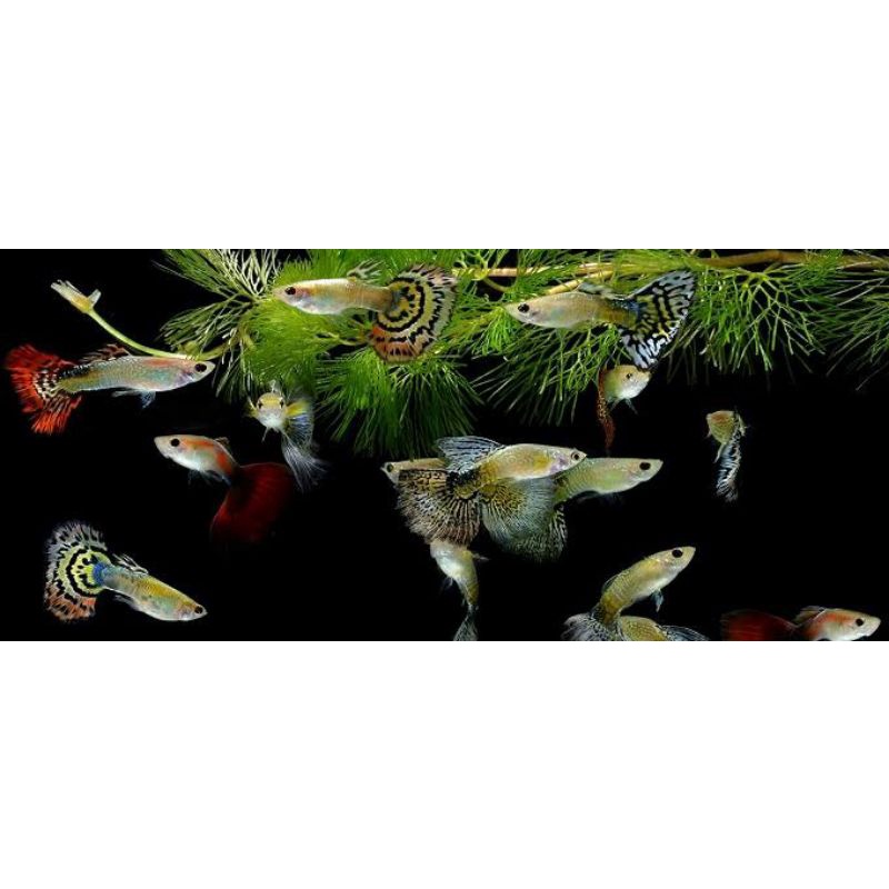 Jual guppy cendolan paket hemat 20 ekor | Shopee Indonesia