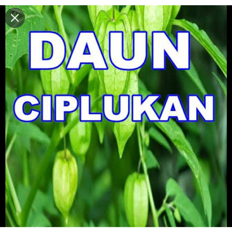 Jual Daun ceplukan 250g | Shopee Indonesia