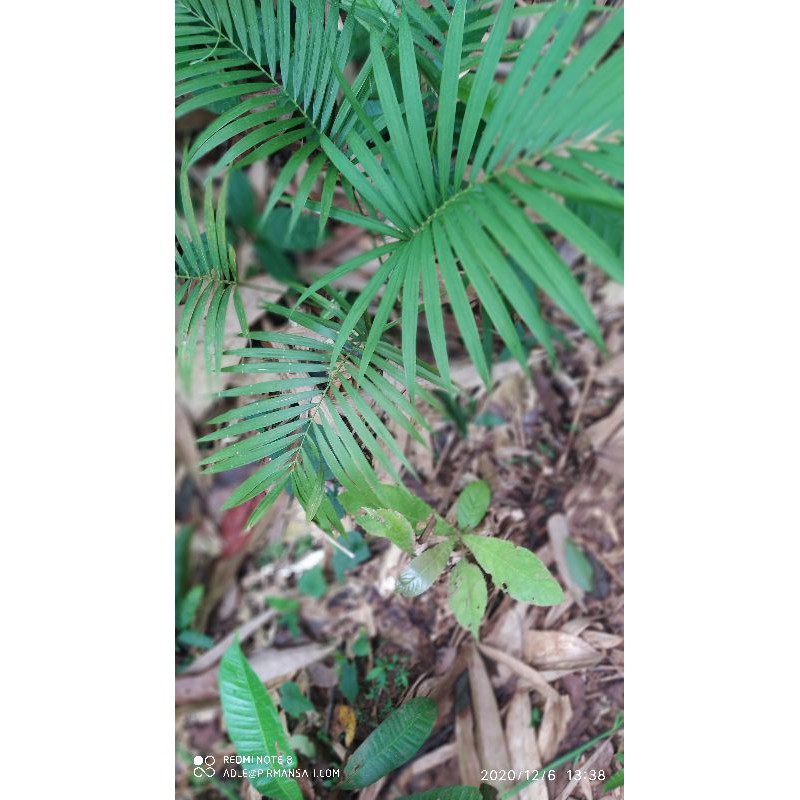 Jual tanamanbibit jernang atu pohon rotan | Shopee Indonesia