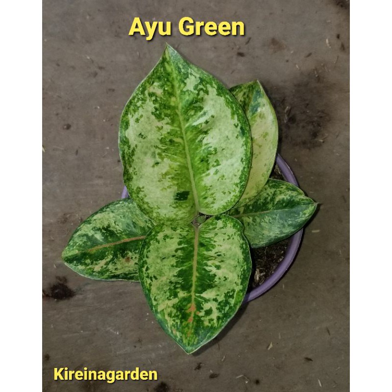 Jual Aglonema Ayu Green | Shopee Indonesia