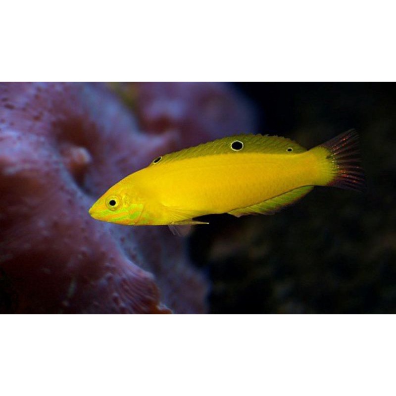 Jual Keling kuning fish | Shopee Indonesia