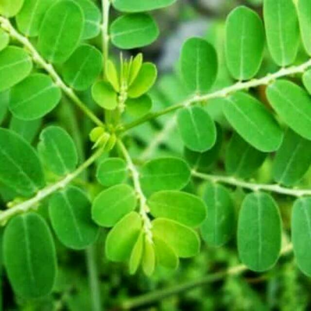 Jual Tanaman herbal daun saga-pohon saga | Shopee Indonesia