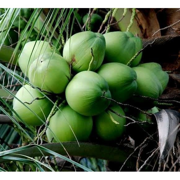 Jual Buah Kelapa Muda - Buah Sejuta Manfaat | Shopee Indonesia