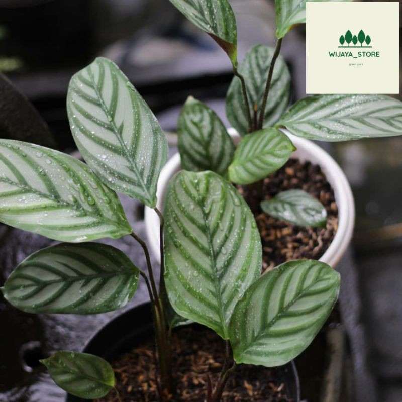Jual Calathea Sentosa - Ctenanthe var Oppenheimiana - kalatea compact ...