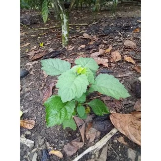 Jual bibit nilam Harga Terbaik & Termurah April 2025 | Shopee Indonesia