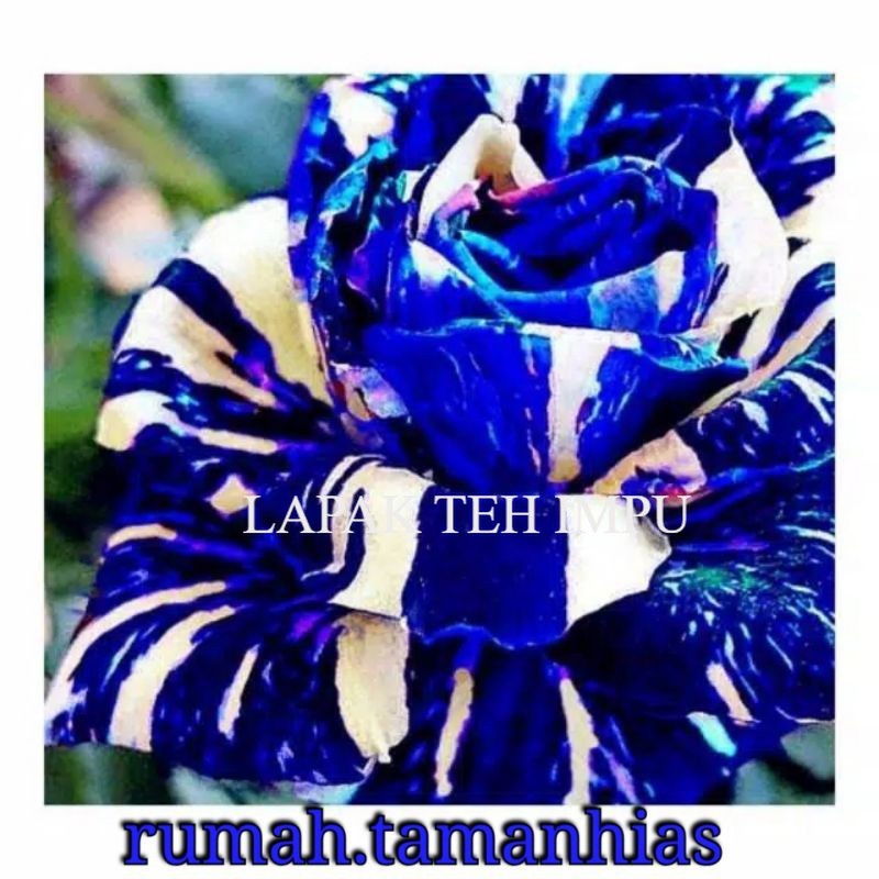 Jual Adenium Kamboja Jepang - Blue Rare Rose-adenium bunga tumpuk ...