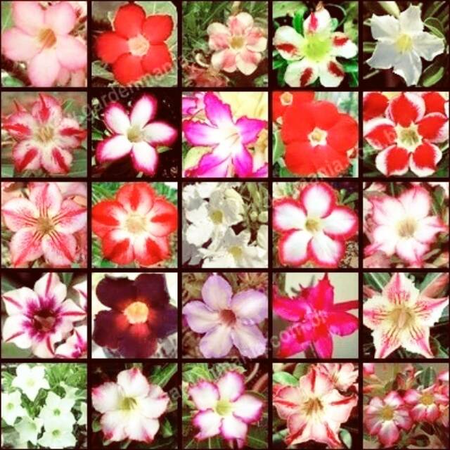 Jual Promo 100 bibit benih biji Adenium obesum mix flower ( Untuk ...