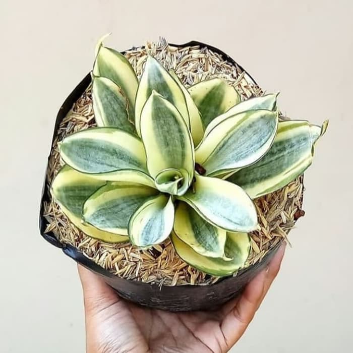 Jual tanaman hias sansivera golden - pohon sansivera mini - kodok ...