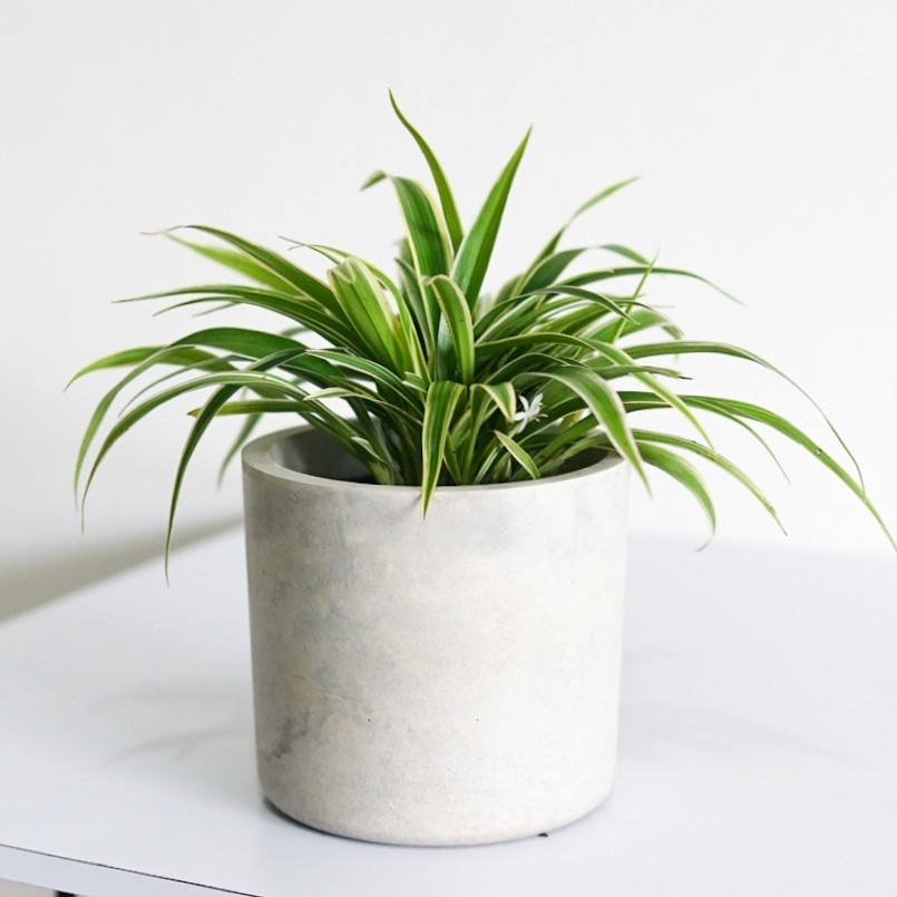 Jual SPIDER PLANT / LILI PARIS + Pot Concrete | Pot Bunga dan Tanaman ...