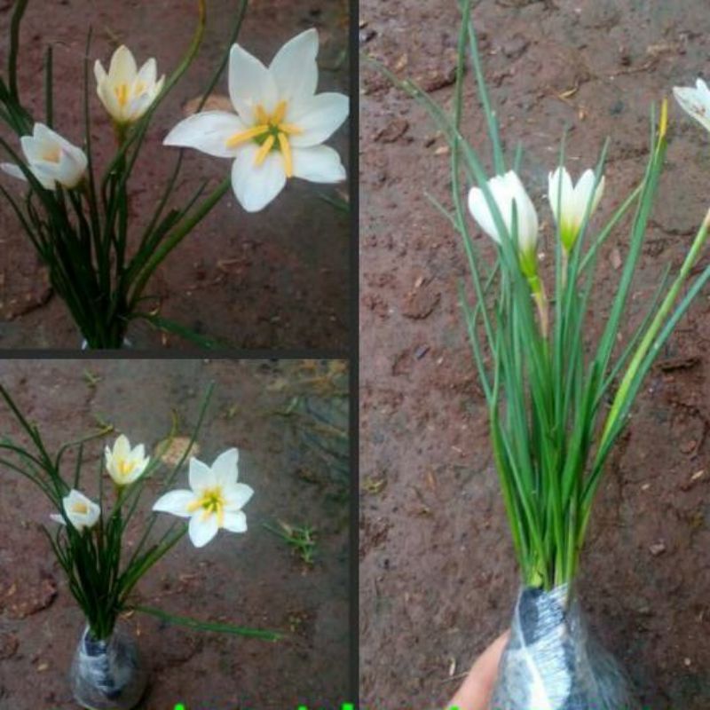 Jual Bunga Rain Lily Putih | Tanaman Hias Hujan jenis Bawang Cantik ...