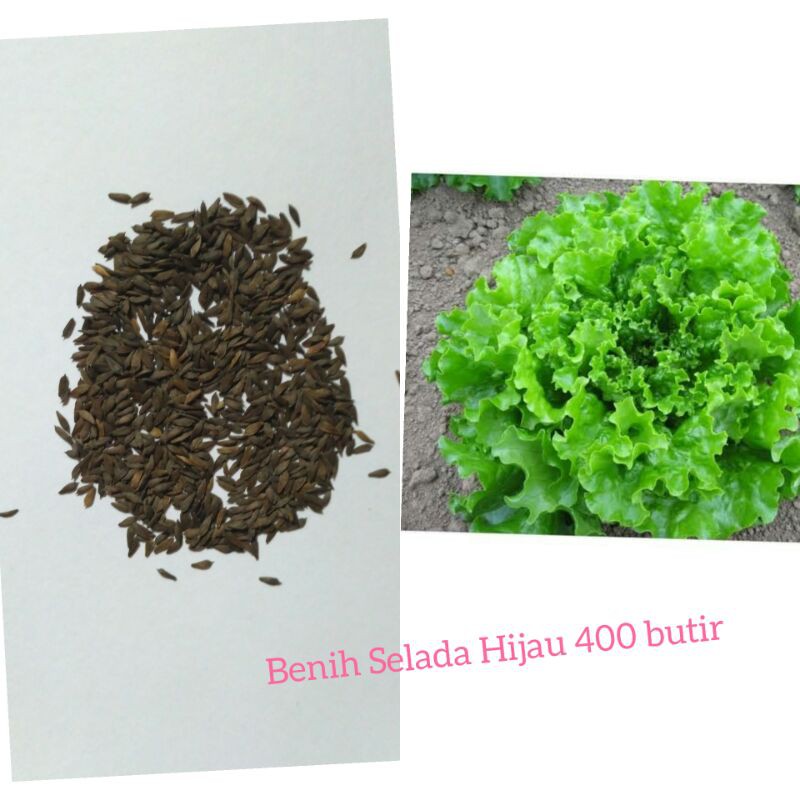 Jual Benih Selada Hijau 400 butir | Selada hidroponik | Benih selada hijau | Grand Rapids ...