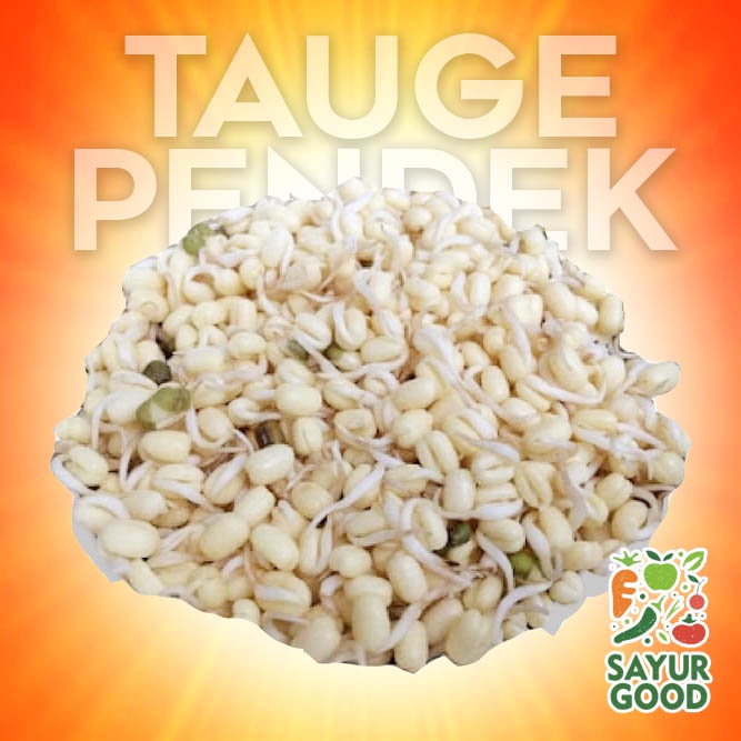 Jual Tauge Pendek / Tauge Soto / Tauge Pendek Segar / Tauge Fresh ...