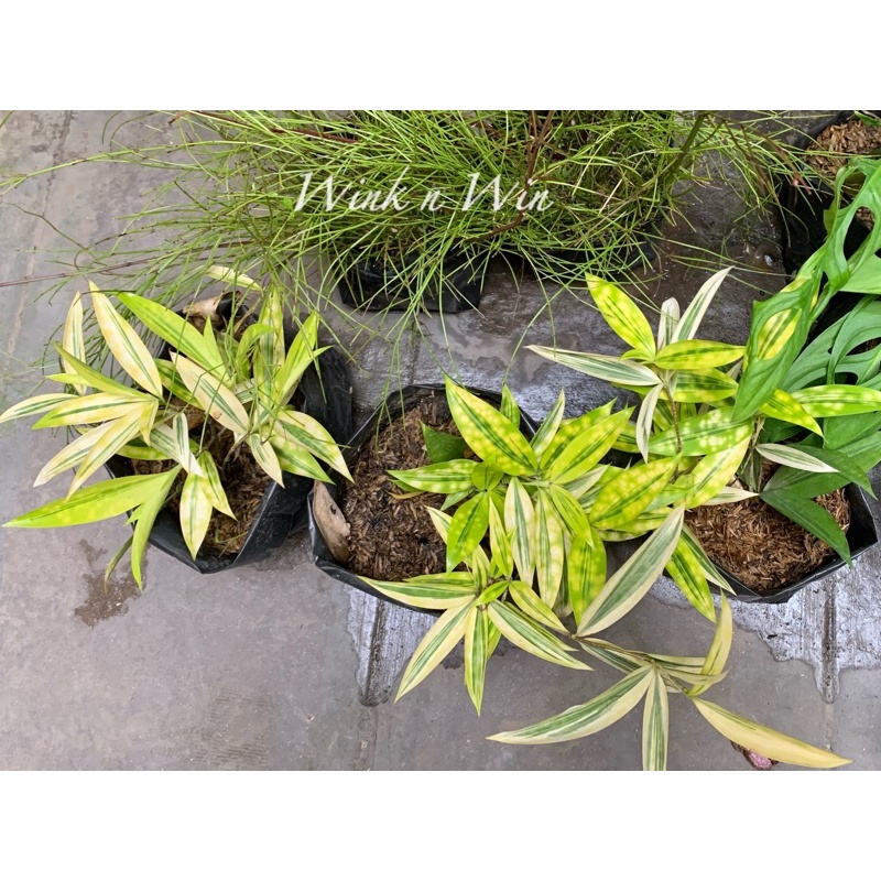 Jual Tanaman Dracena Golden/ bambu-bambuan/ dracaena | Shopee Indonesia