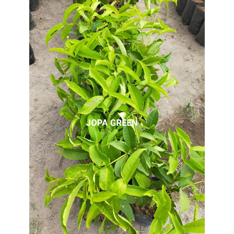 Jual Bibit tanaman buah jambu air kancing jambu benik | Shopee Indonesia