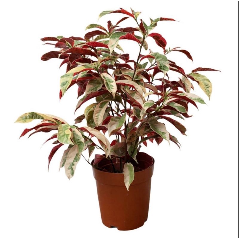 Jual Sambang darra / Tanaman hias sambang dara merah /Sambang darra ...