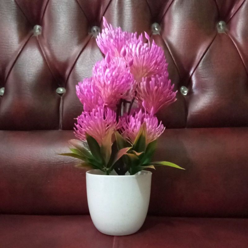 Jual bunga tinggi | Shopee Indonesia