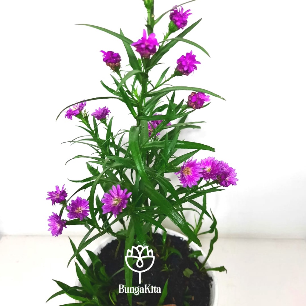 Jual Tanaman Hias Bunga Pikok Pink | Shopee Indonesia