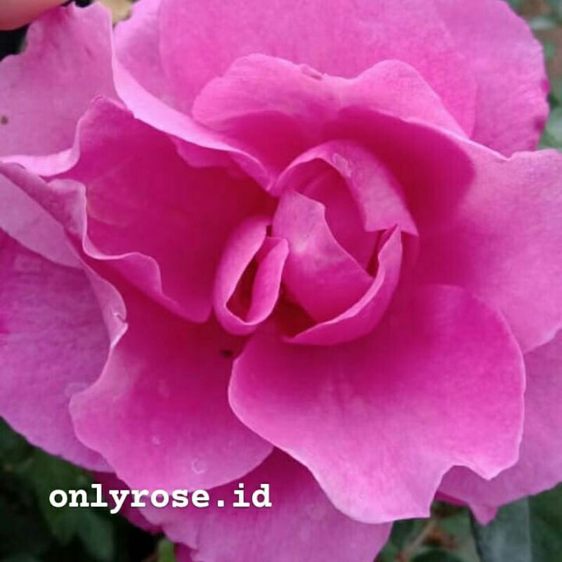 Jual Mawar Ungu / Purple Rose ini yang jenisnya Wangi | Shopee Indonesia